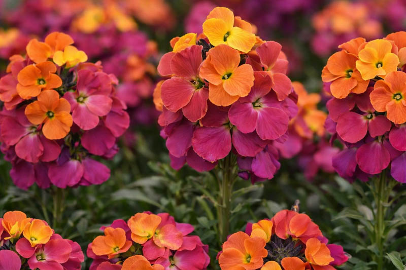 Erysimum Brightside™ 'Magenta Glow' - Care & Growing Guide
