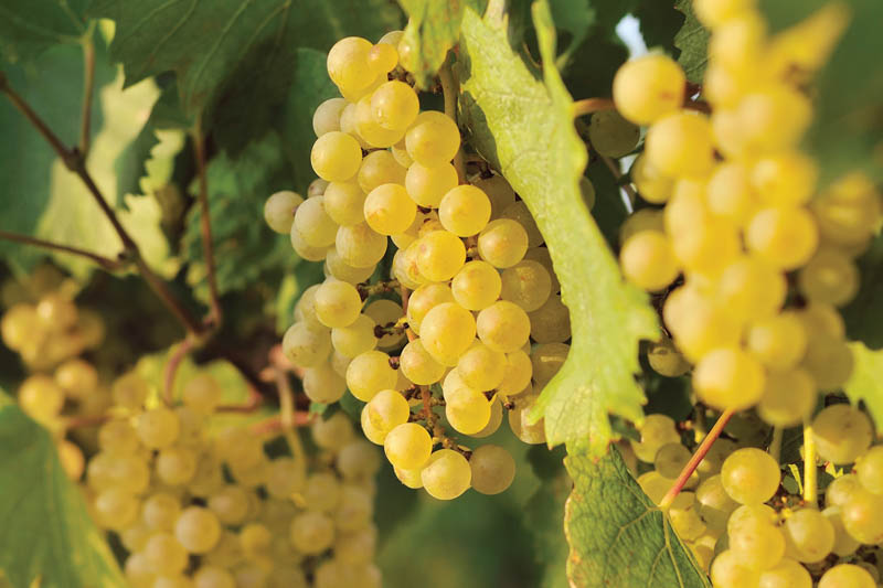 Edelweiss Grape Care - Harvest, Pruning, Uses, and Flavor