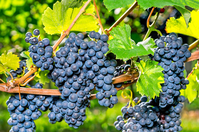 Frontenac Grape Care - Harvest, Pruning, Uses, and Flavor