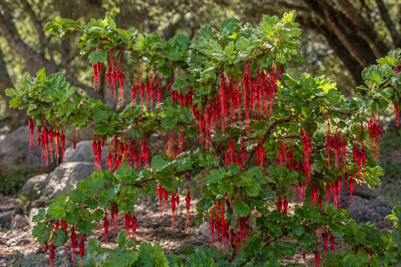 Ribes speciosum: Grow Fuchsia-Flowered Gooseberry