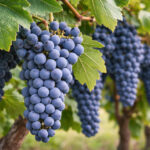 Vitis 'Canadice' (Fox Grape)