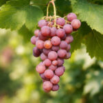Vitis labrusca 'Niagara' (Fox Grape)