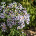 Symphyotrichum cordifolium (Blue Wood Aster)