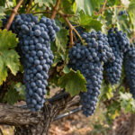 Vanessa Grape - Harvest, Pruning, Uses, and Flavor