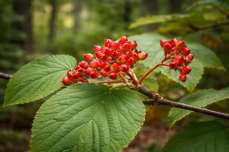 Viburnum lantanoides (Hobblebush): Spring blooms, Wildlife berries